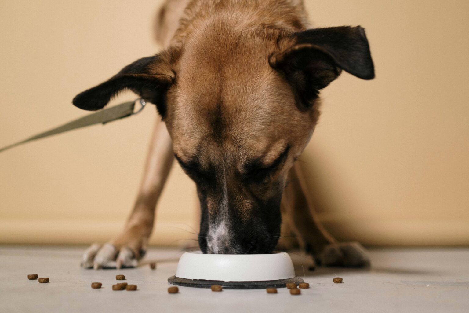 Hoe vaak moet ik mijn hond per dag eten geven voor gezondheid?